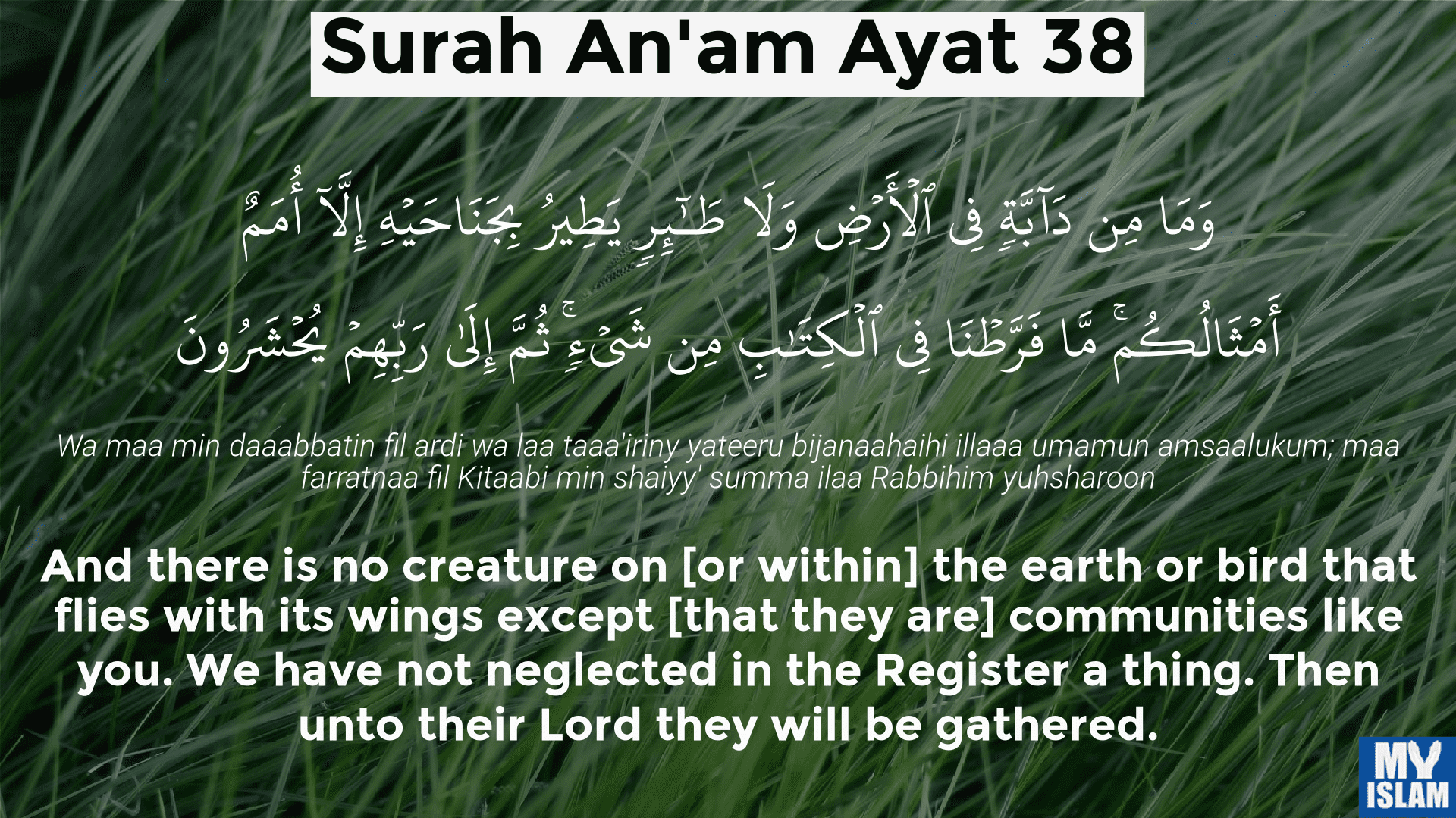 Surah Al An am Ayat 38 6 38 Quran With Tafsir My Islam